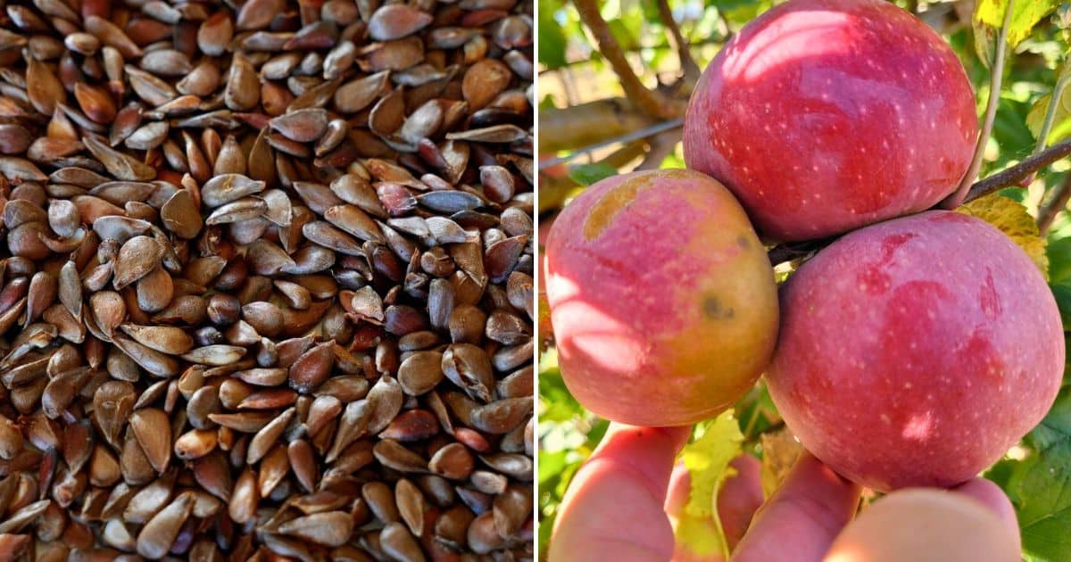 Growing Apples From Seed – What to Expect - Gardening